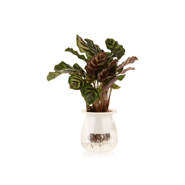 CALATHEA price in UAE | Spinneys UAE | supermarket kanbkam
