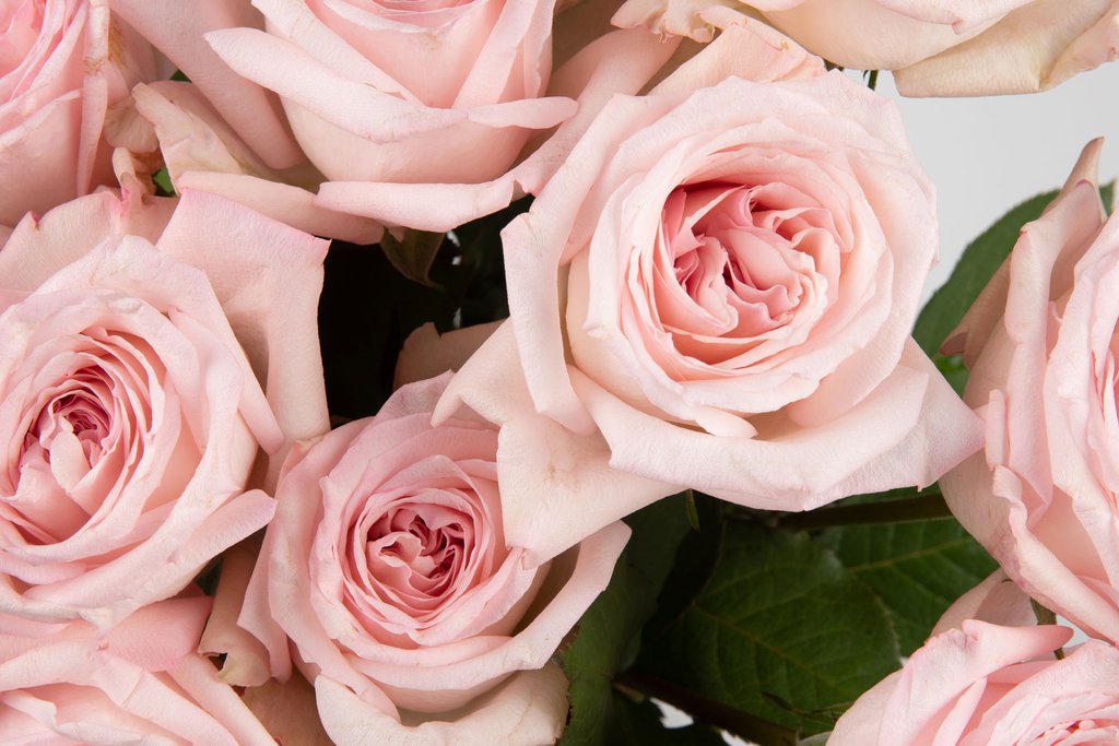 Flower Shop flowershop - Spinneys United Arab Emirates