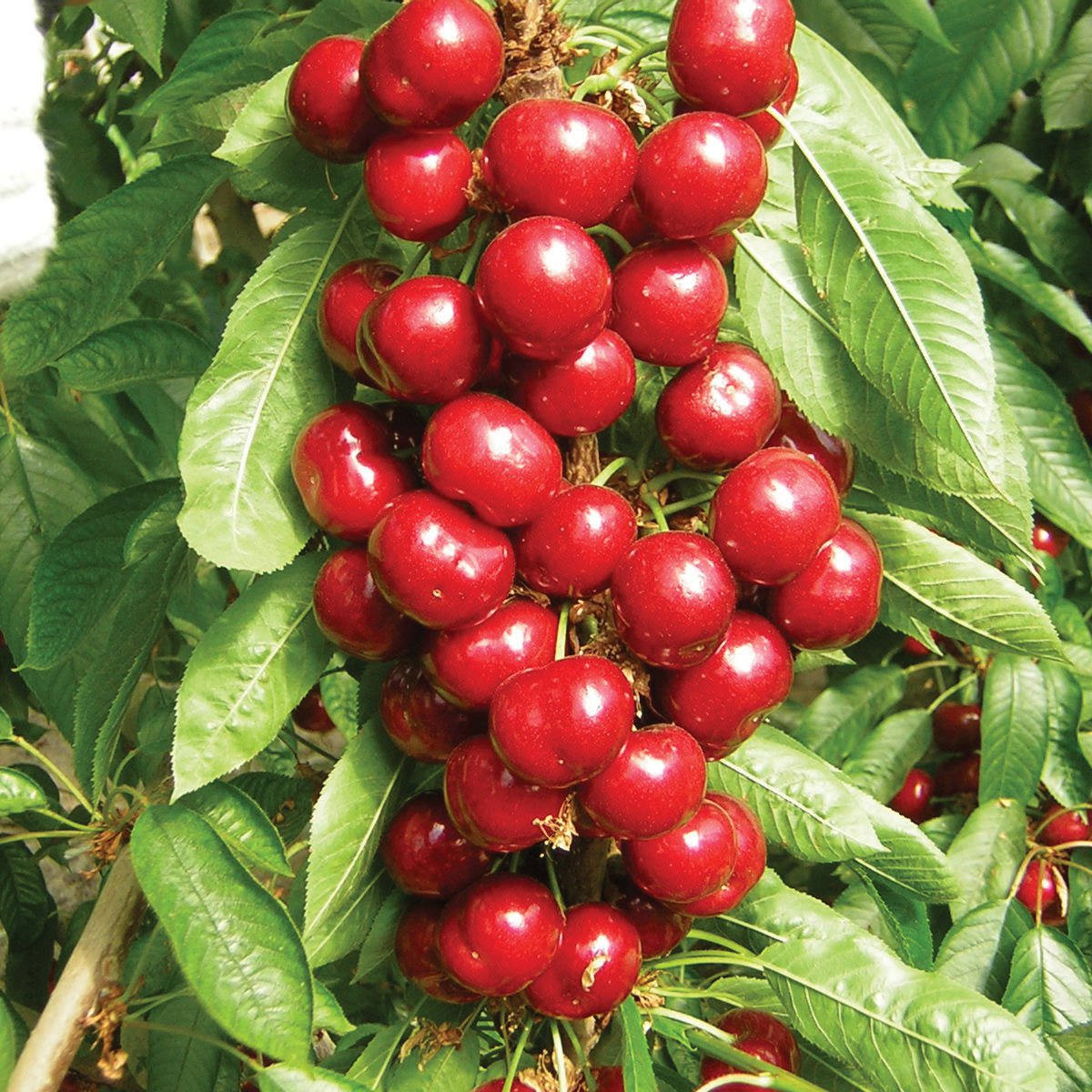 All about glamour cherries - Spinneys UAE