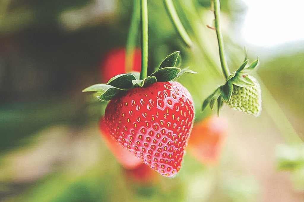 Meet the producers: Clock house farm - Spinneys United Arab Emirates