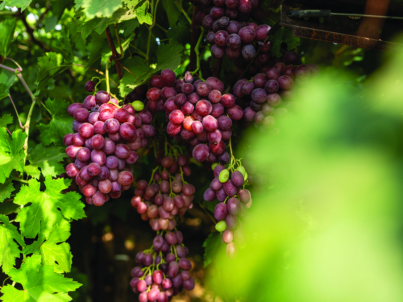 Seeding the future - Spinneys UAE