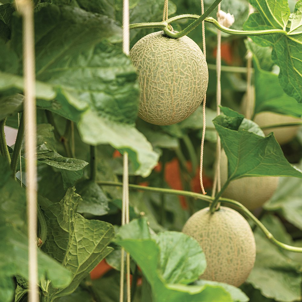 Fruit of the royal family tree - Spinneys UAE