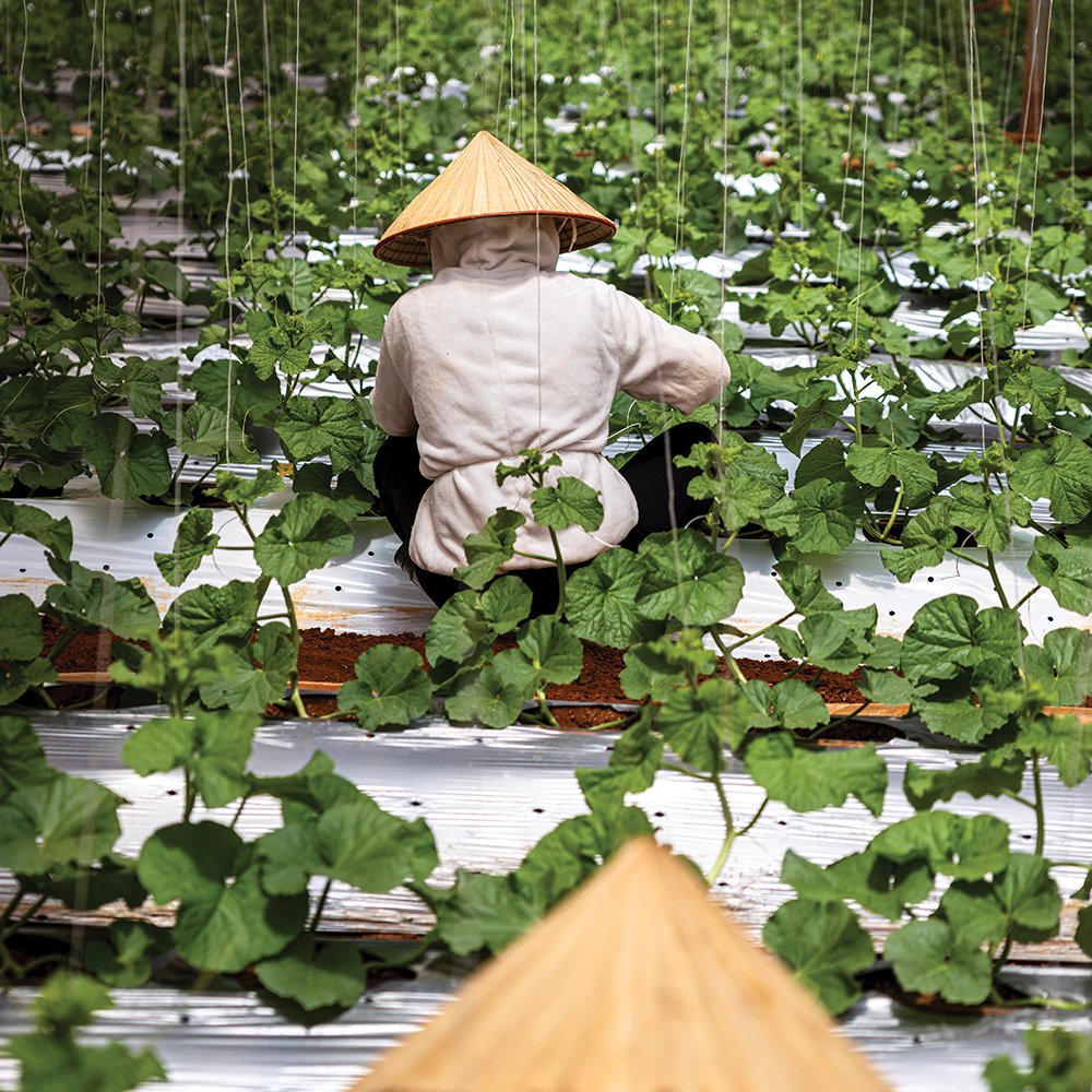 Fruit of the royal family tree - Spinneys UAE