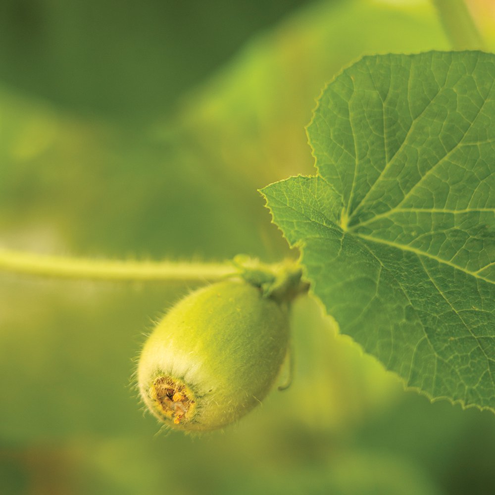 Fruit of the royal family tree - Spinneys UAE