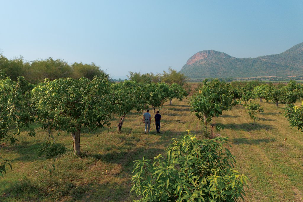 The sweetest trees in Thailand - Spinneys UAE