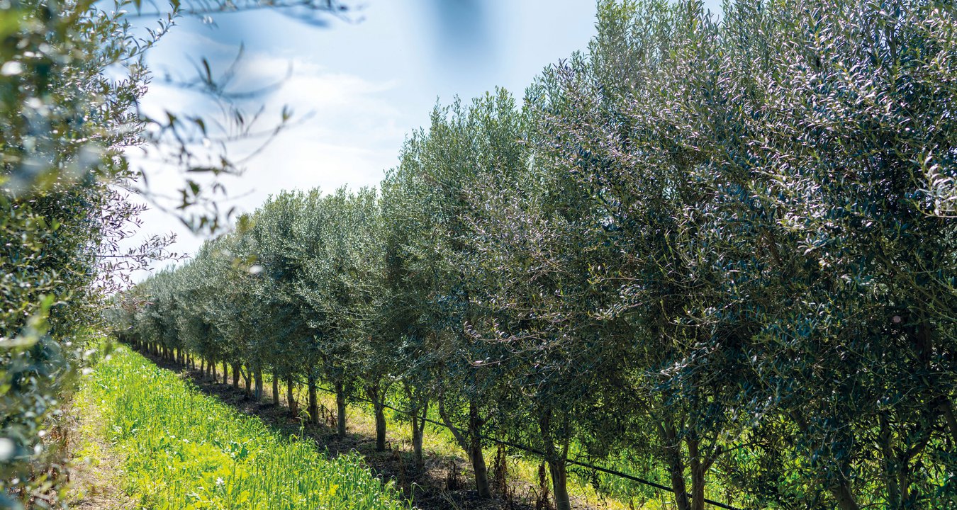 Spinneys UAE - Supermarket and Grocery Delivery in Dubai, Abu Dhabi, Al ...