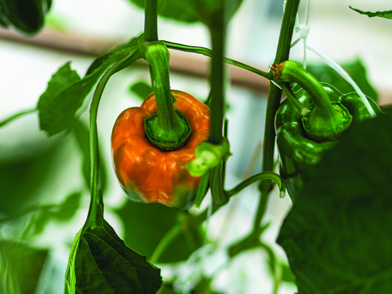 Crunch time - Spinneys UAE