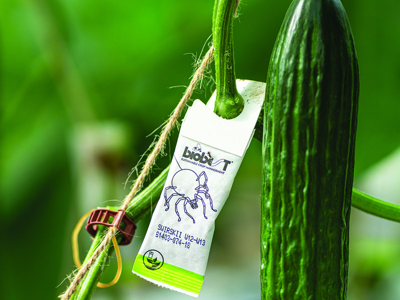 Crunch time - Spinneys UAE