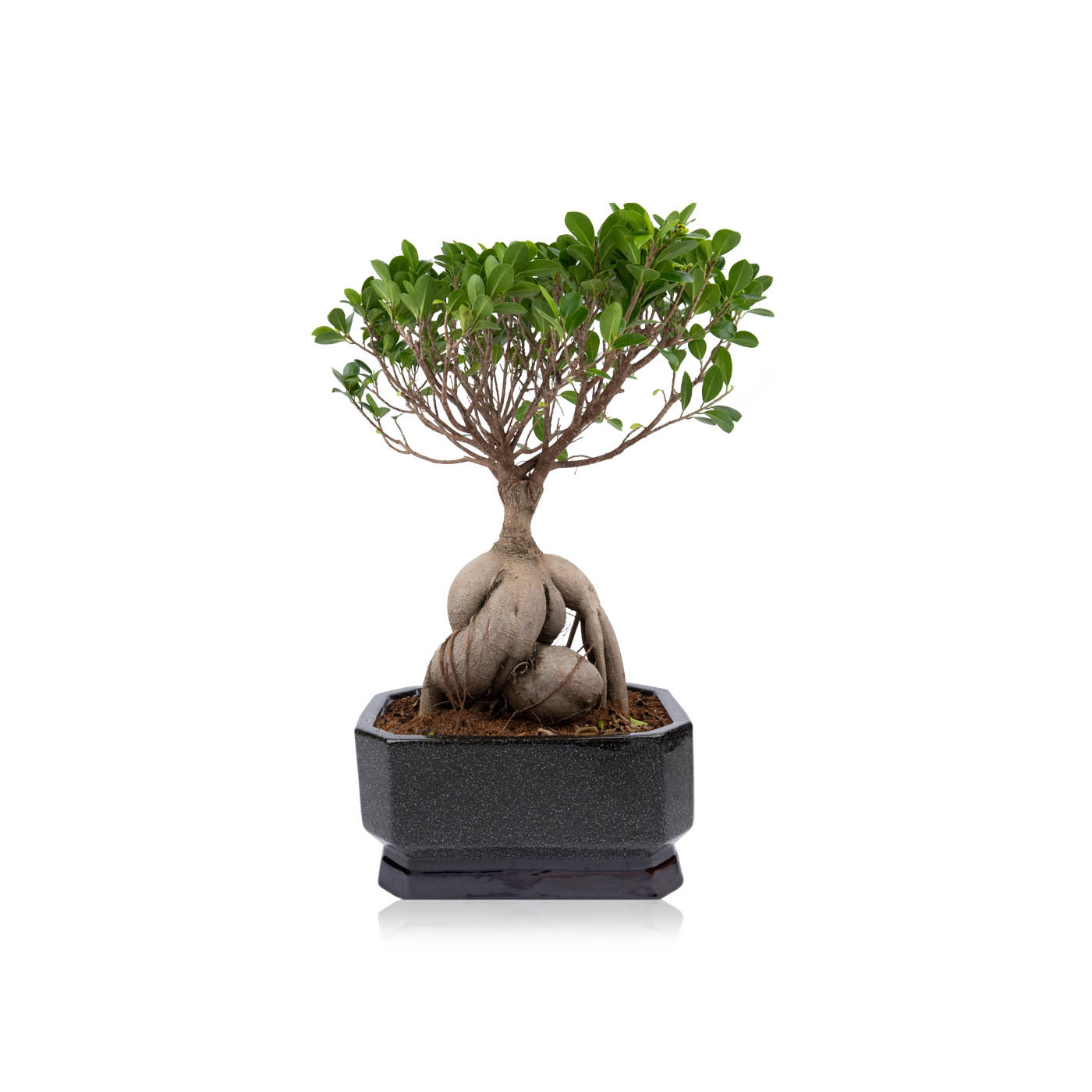 Ficus Microcarpa Ginseng (Bonsai) - Spinneys UAE
