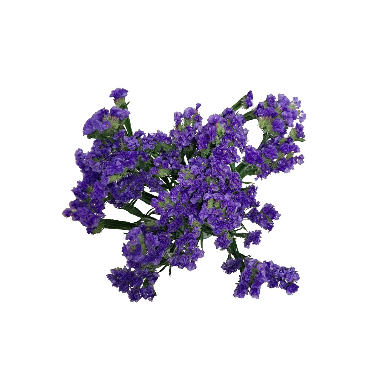 Blue Statice Bunch - Spinneys UAE