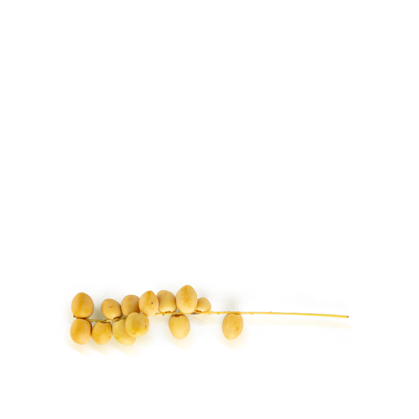Premium Dates Barhi Thailand - Spinneys United Arab Emirates