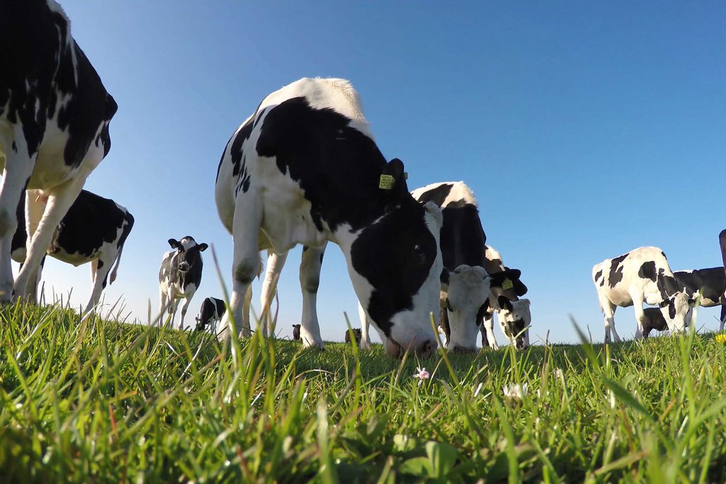 Al Ain Farms launches planet-friendly milk drive - Spinneys UAE