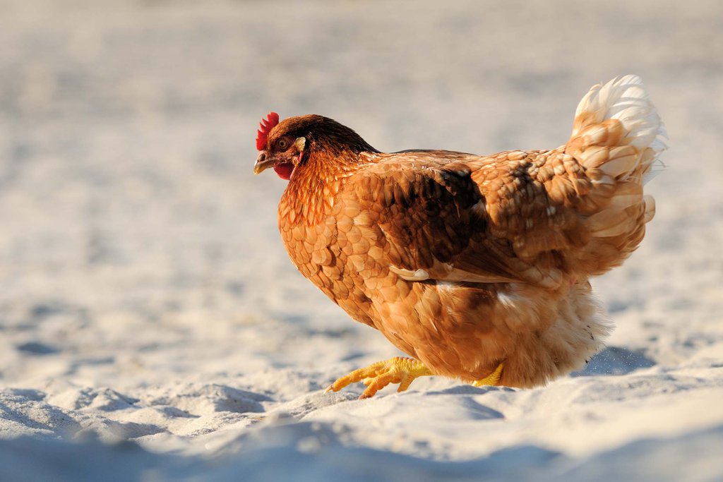 How Al Ain Farms produces the freshest poultry