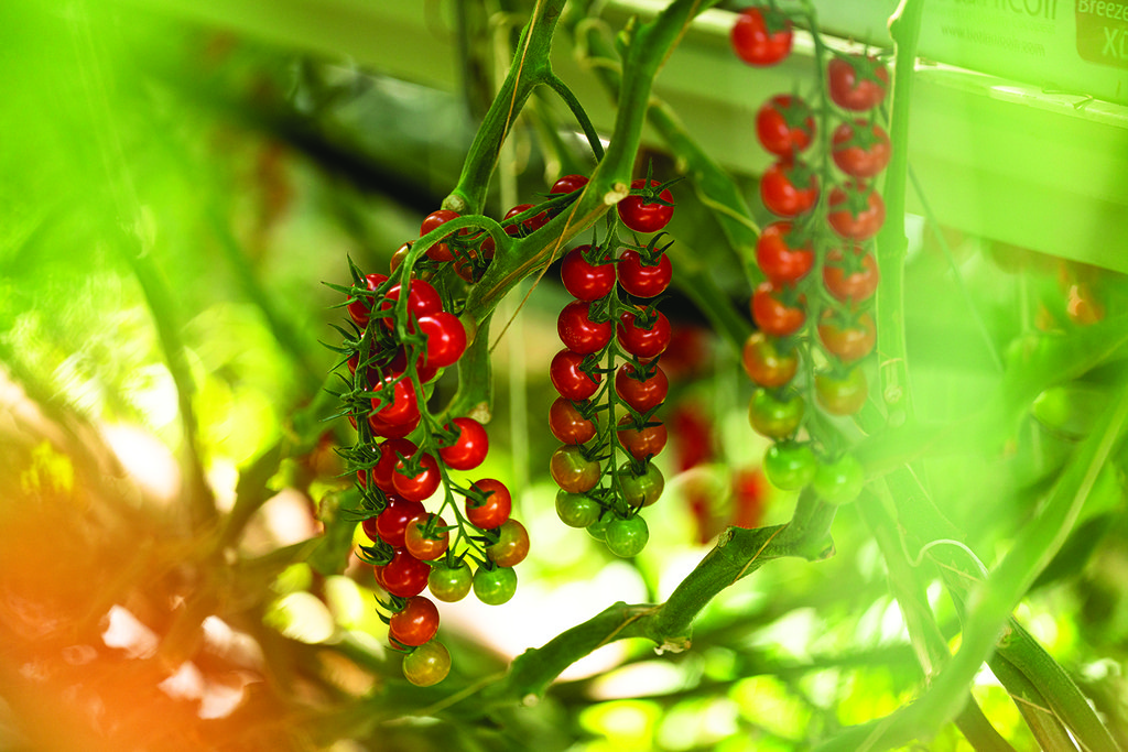 We say tomatoes - Spinneys UAE