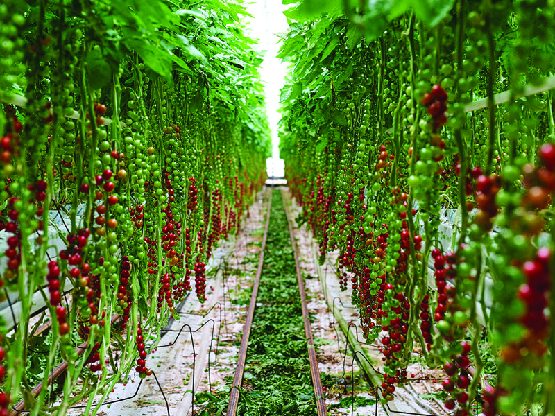 We say tomatoes - Spinneys UAE